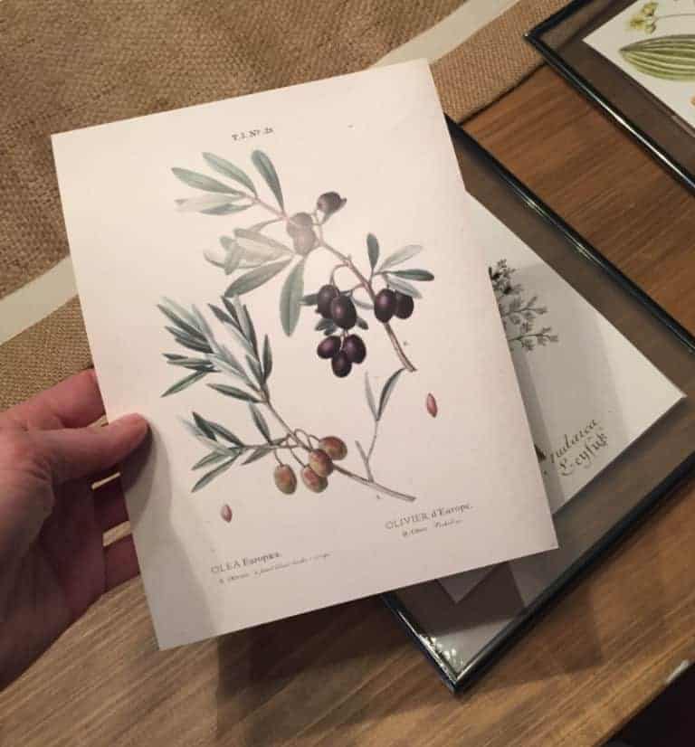 DIY Framed Botanical Prints with Free Botanical Printables